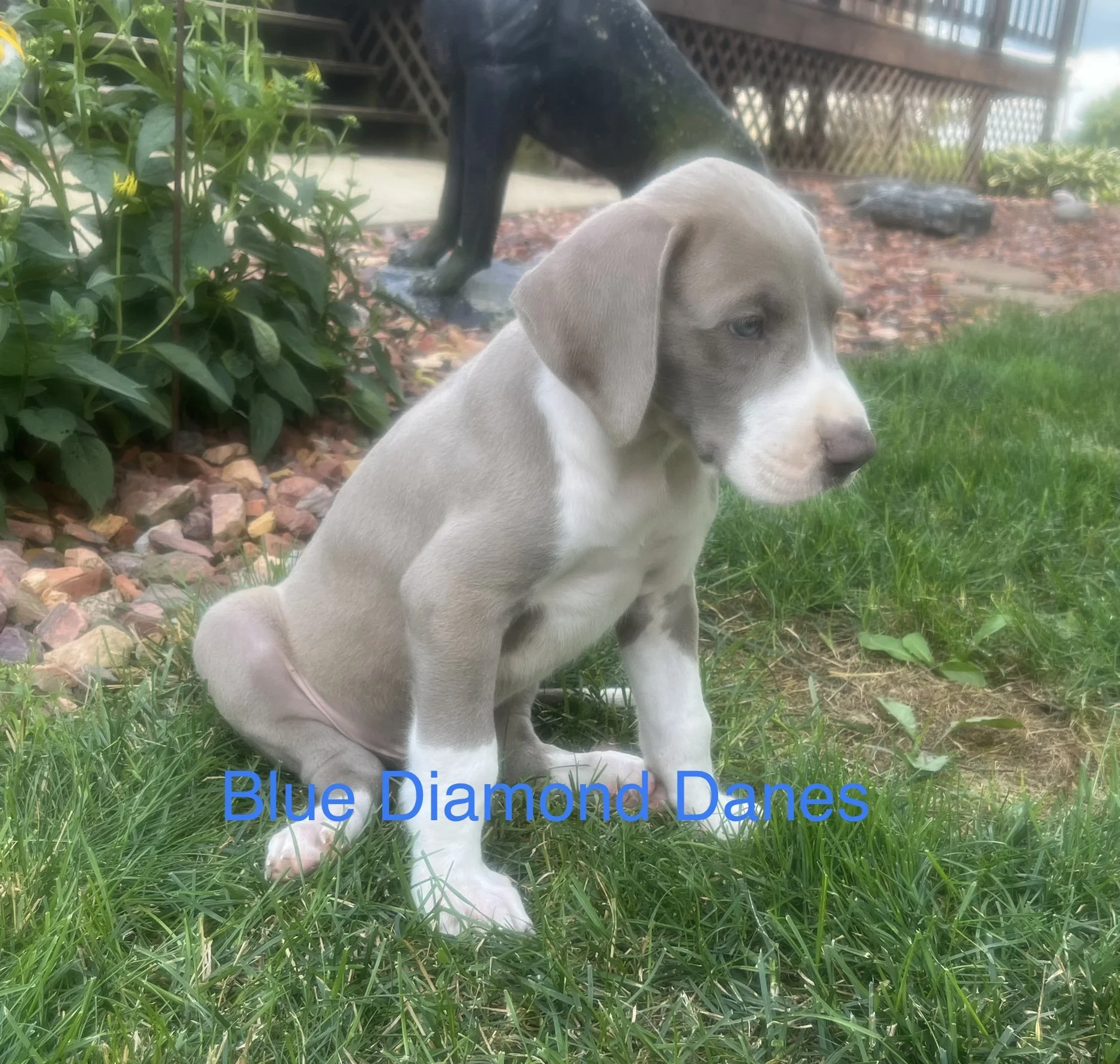 General 2 — Blue Diamond Danes