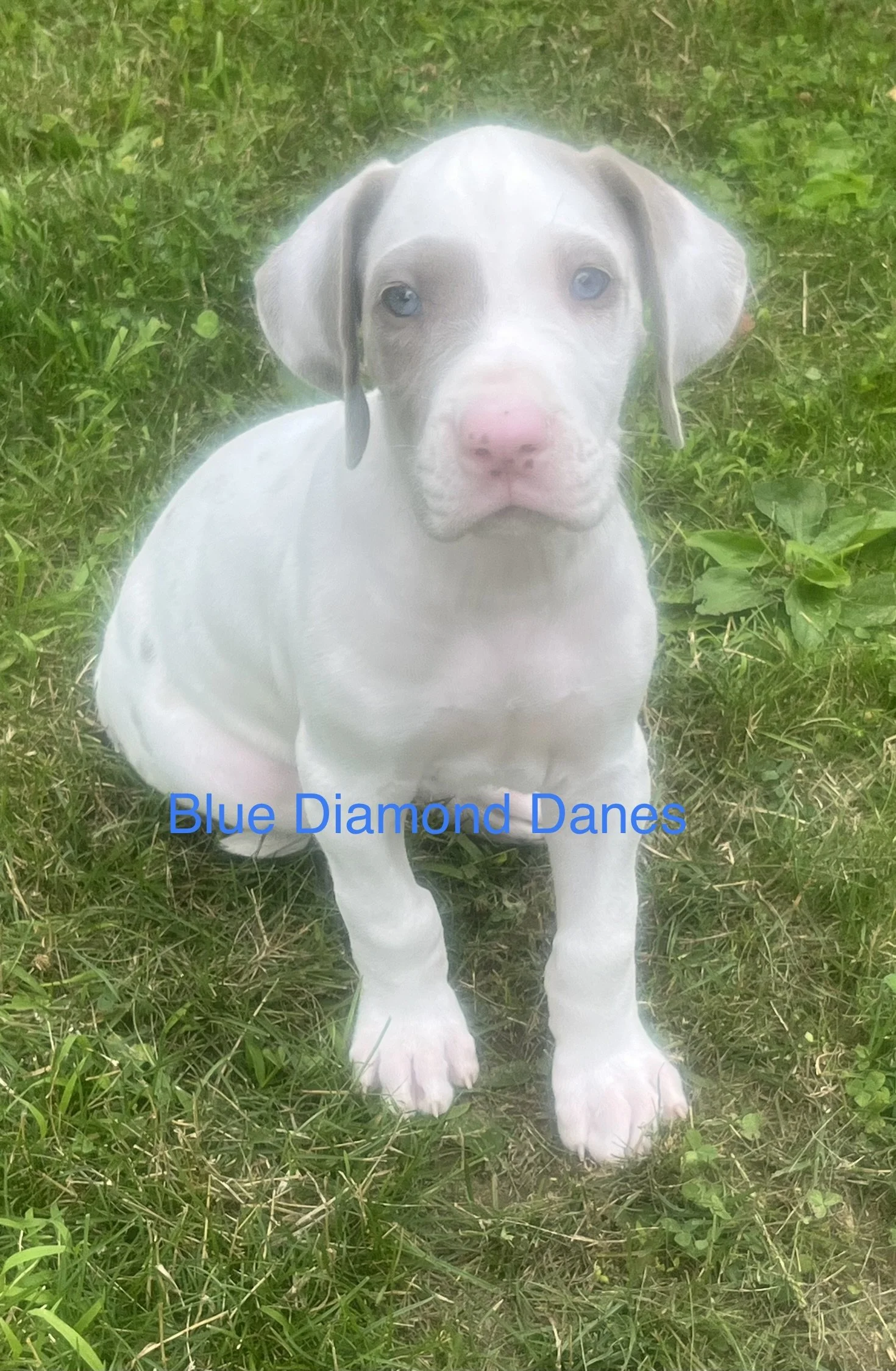 General 2 — Blue Diamond Danes