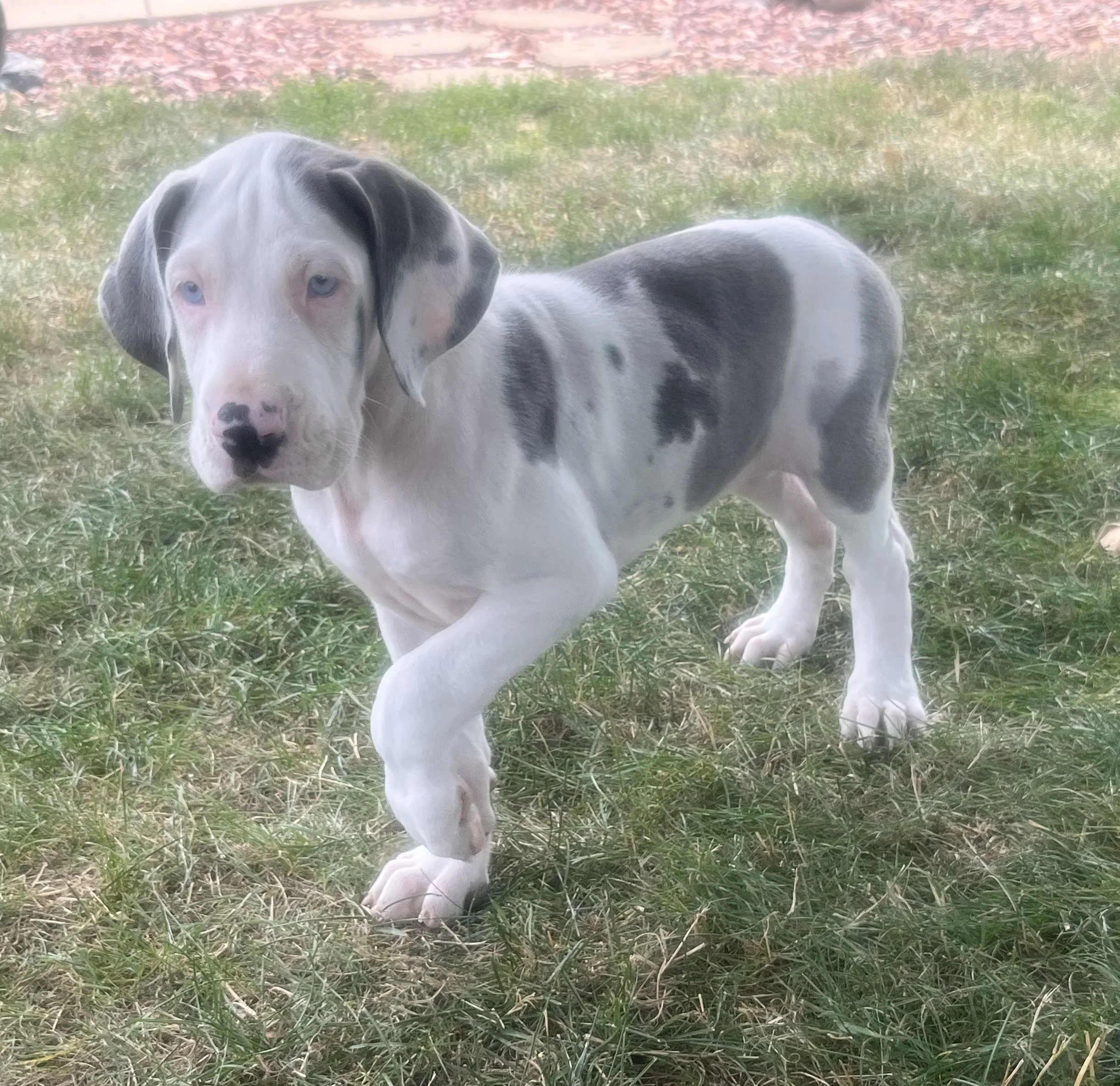 General 2 — Blue Diamond Danes