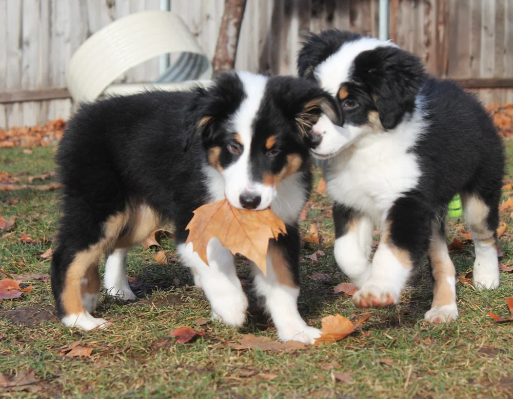 Puppies — Snake River Miniature American Shepherds