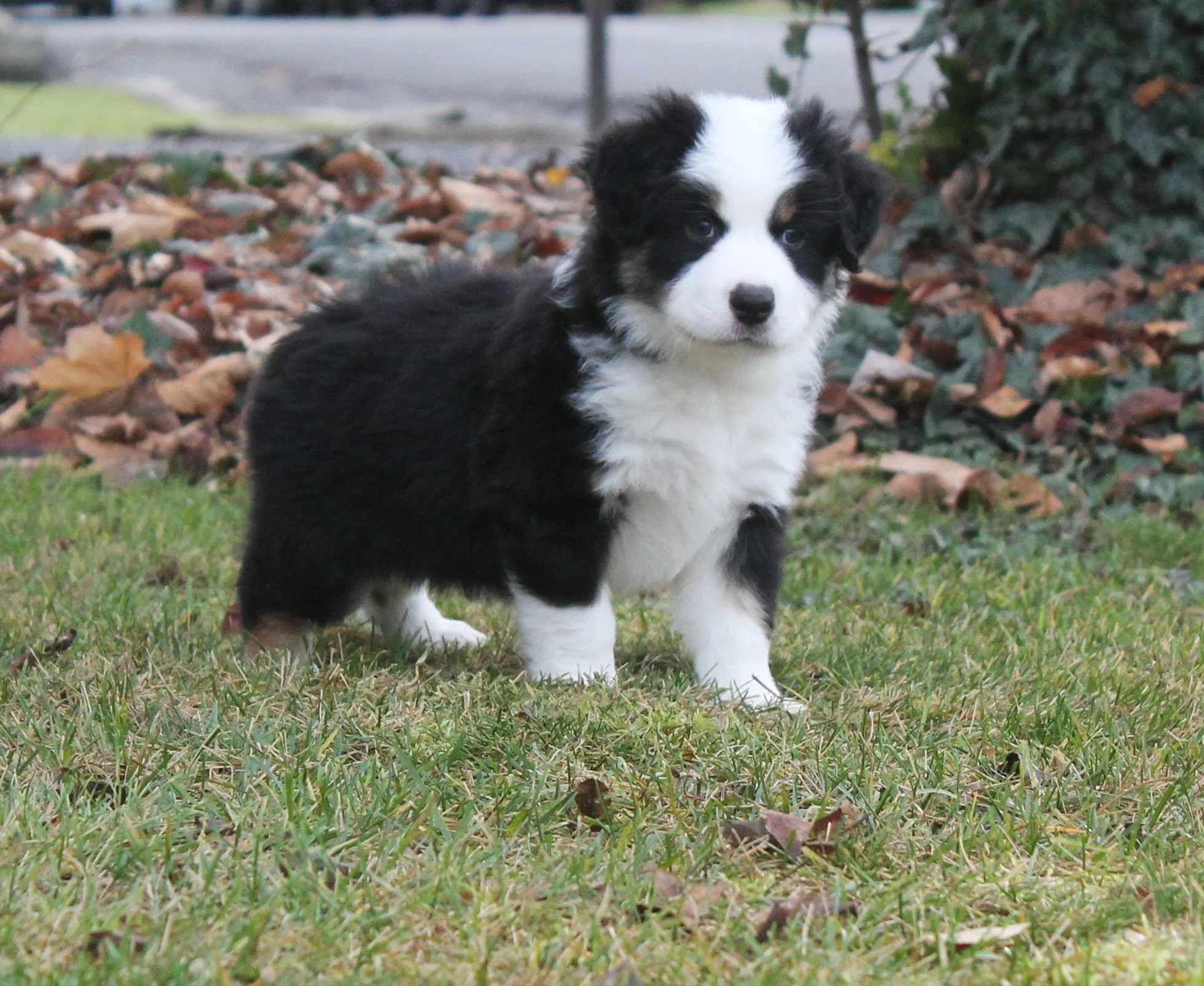 Puppies — Snake River Miniature American Shepherds