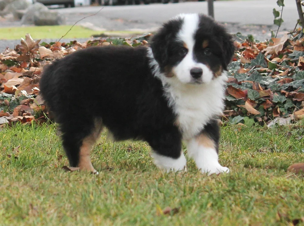 Puppies — Snake River Miniature American Shepherds