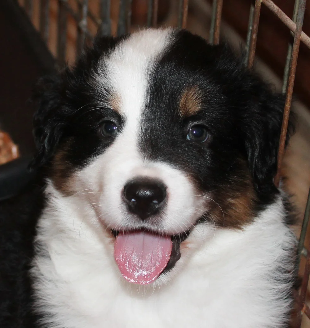 Puppies — Snake River Miniature American Shepherds