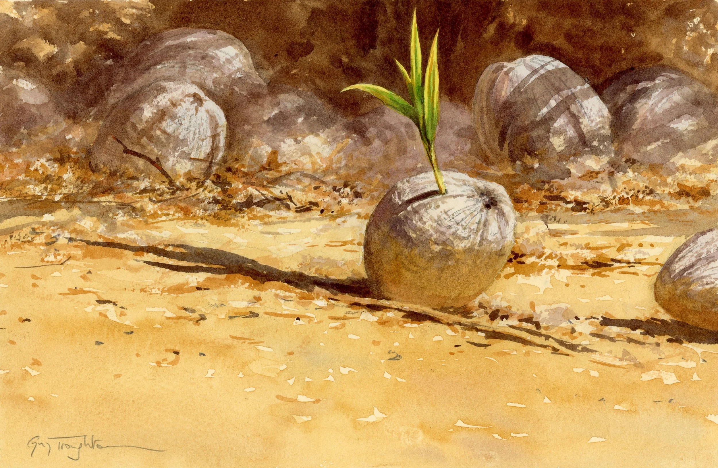 Coconut Shoot - original watercolour — Guy Troughton