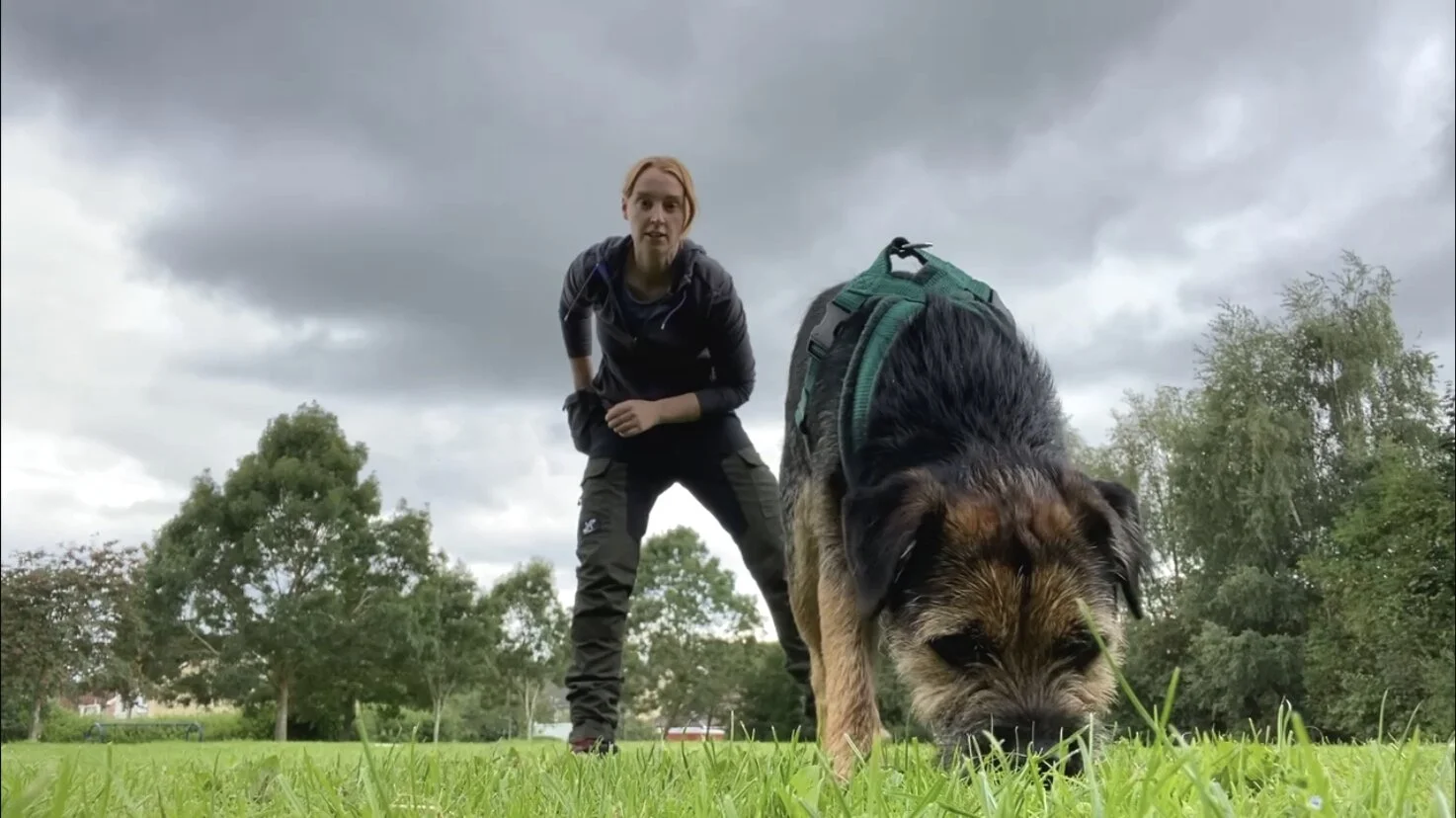 About — Valley Dogs