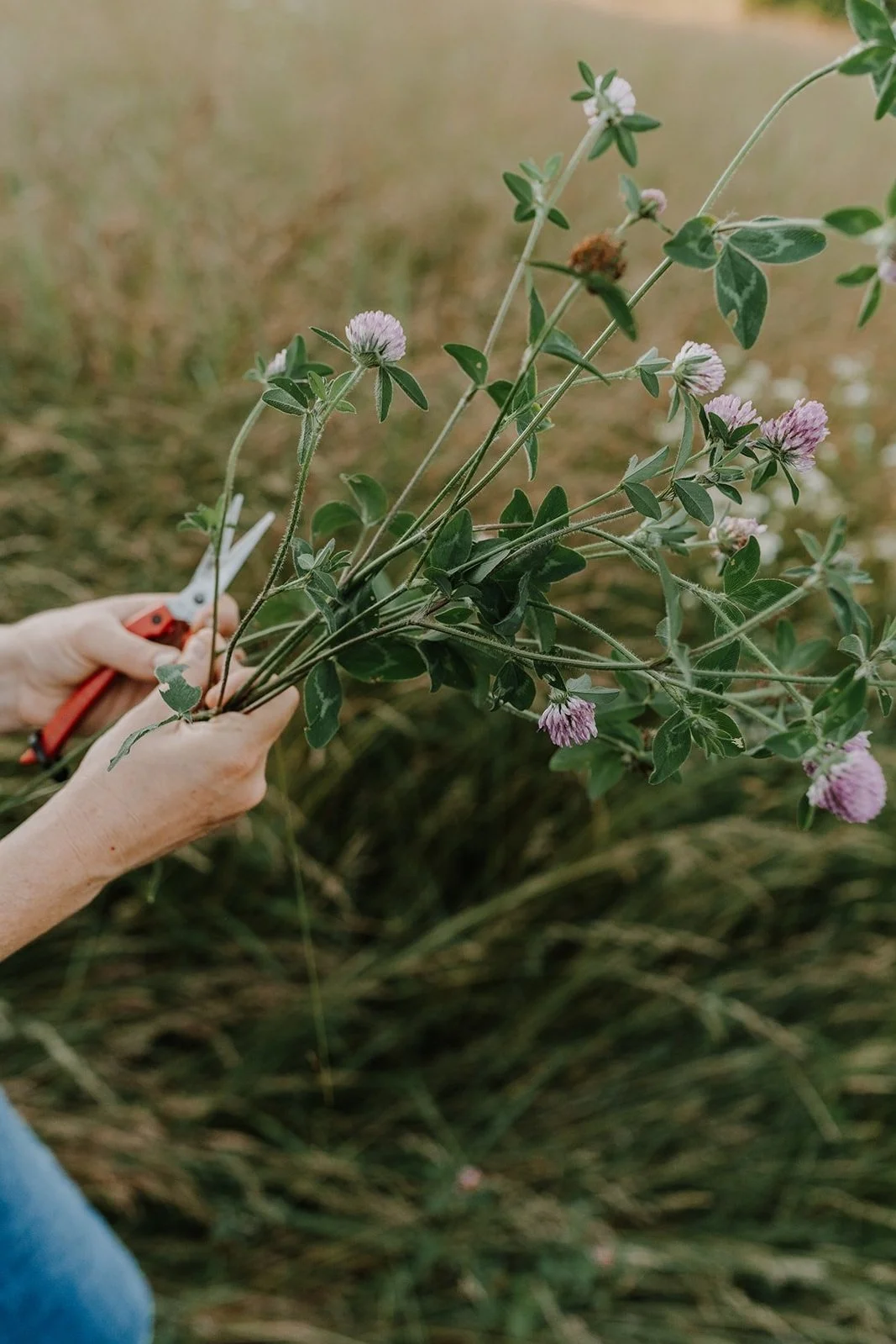 About Cut Clover Flowers — Cut Clover Flowers