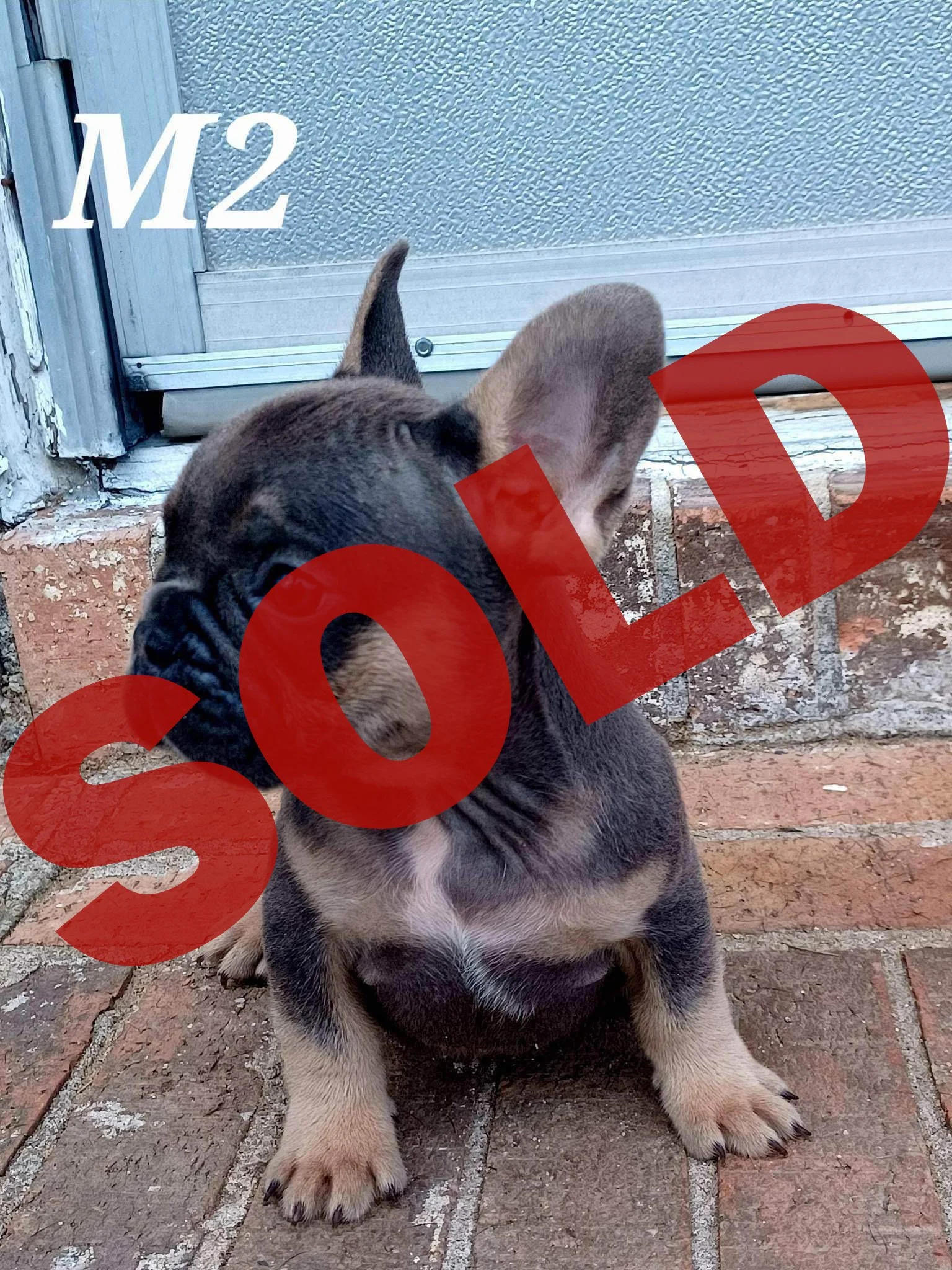 FRENCHIES FOR SALE — DOUBLE R BULLIES