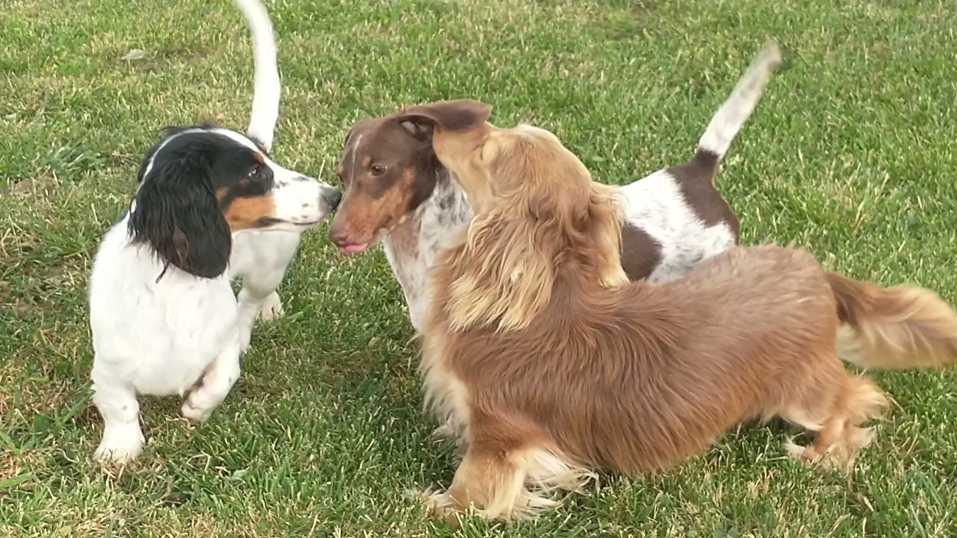 The Dachshund — Doxie Do's miniature dachshunds