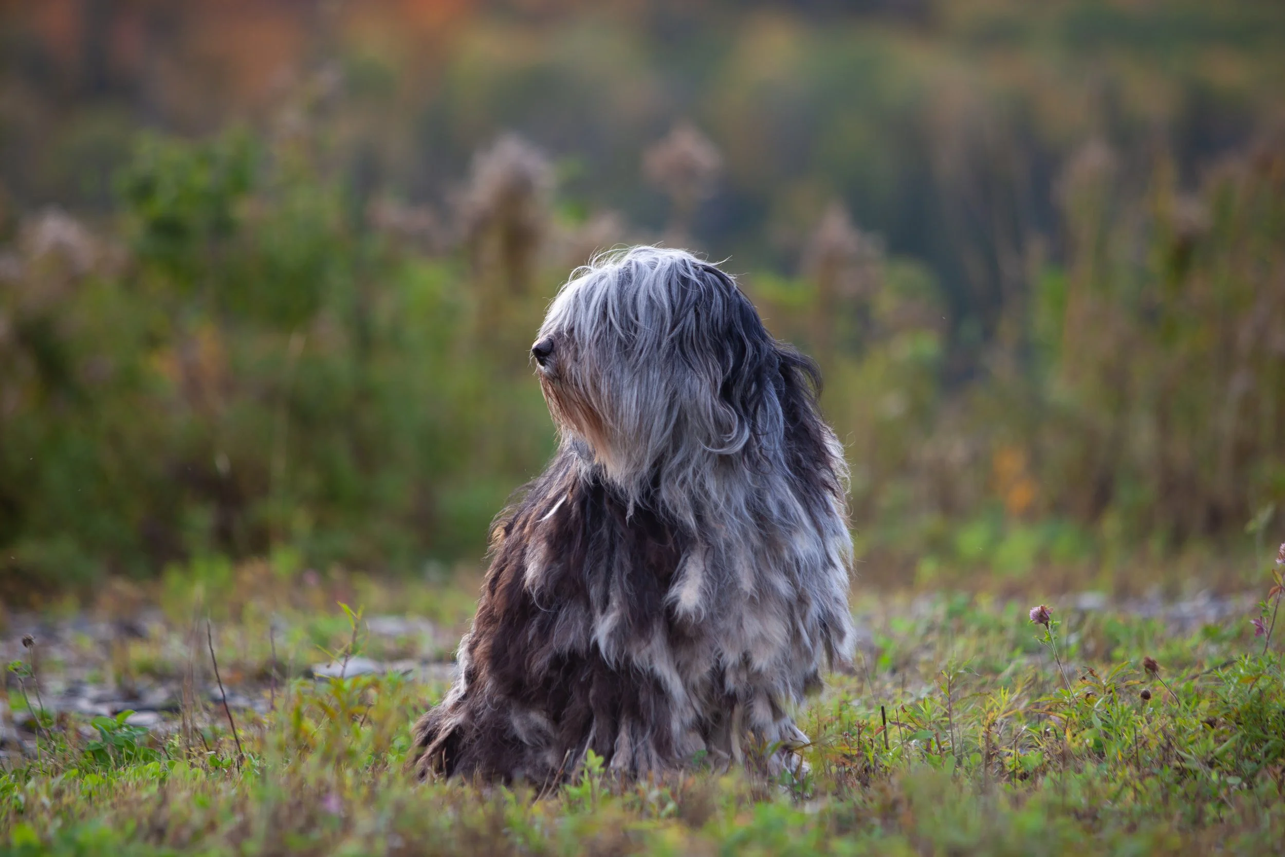 Bergamasco Sheepdog breeder Connecticut
