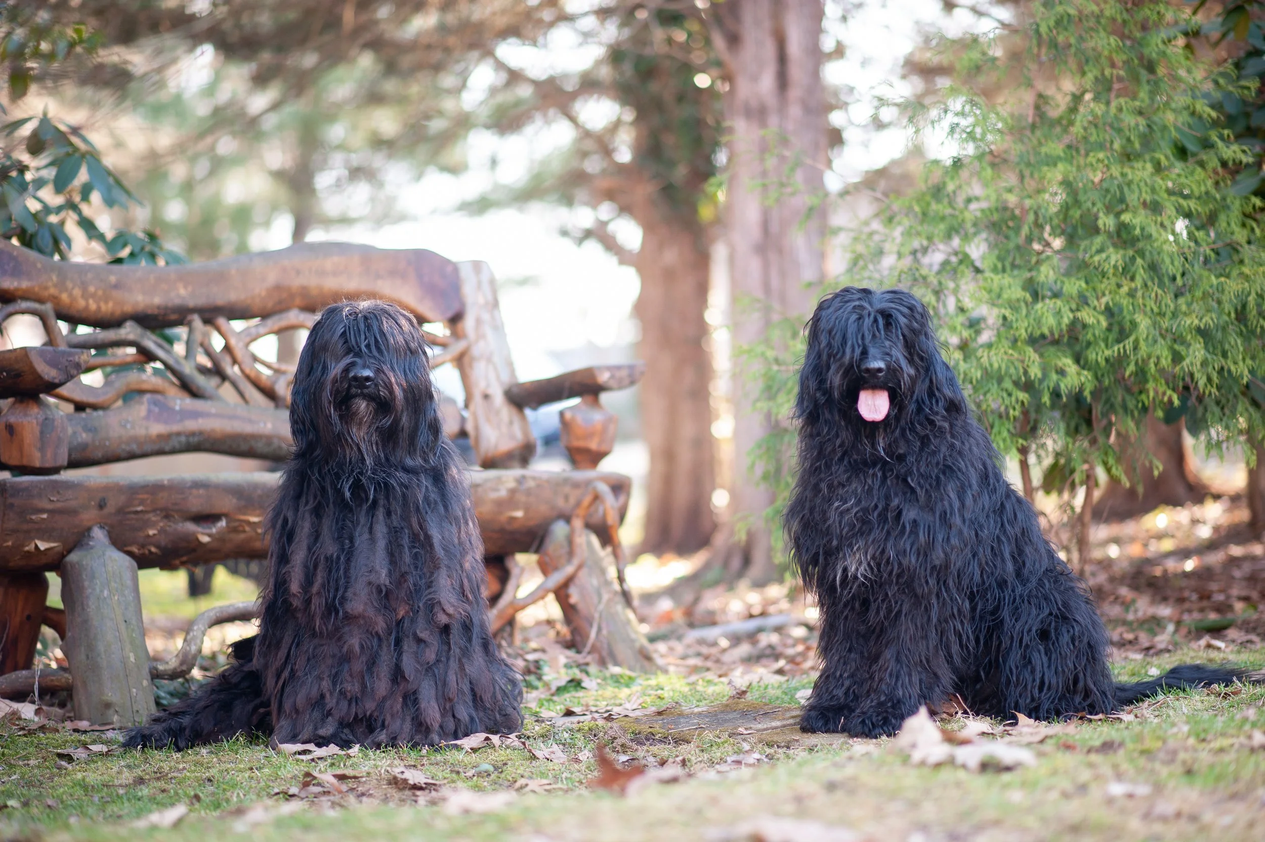 Bergamasco Sheepdog breeder Connecticut