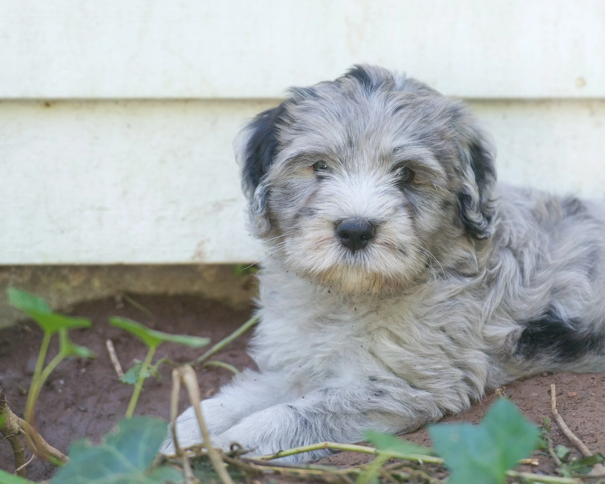 Bergamasco Sheepdog breeder Connecticut