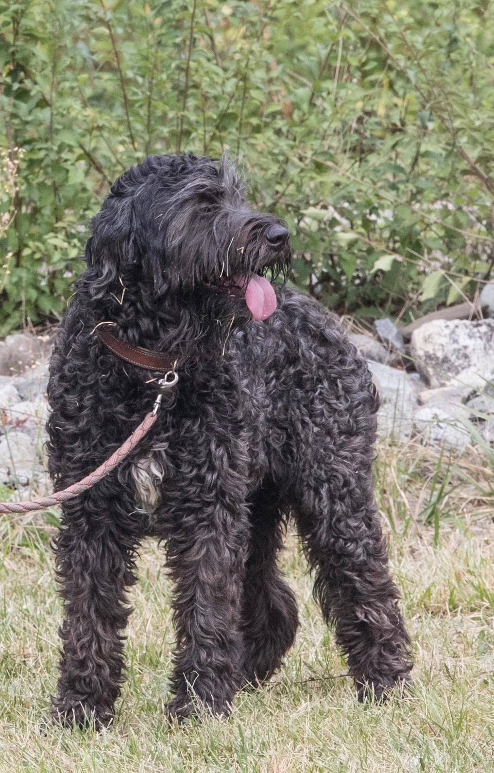 Bergamasco Sheepdog breeder