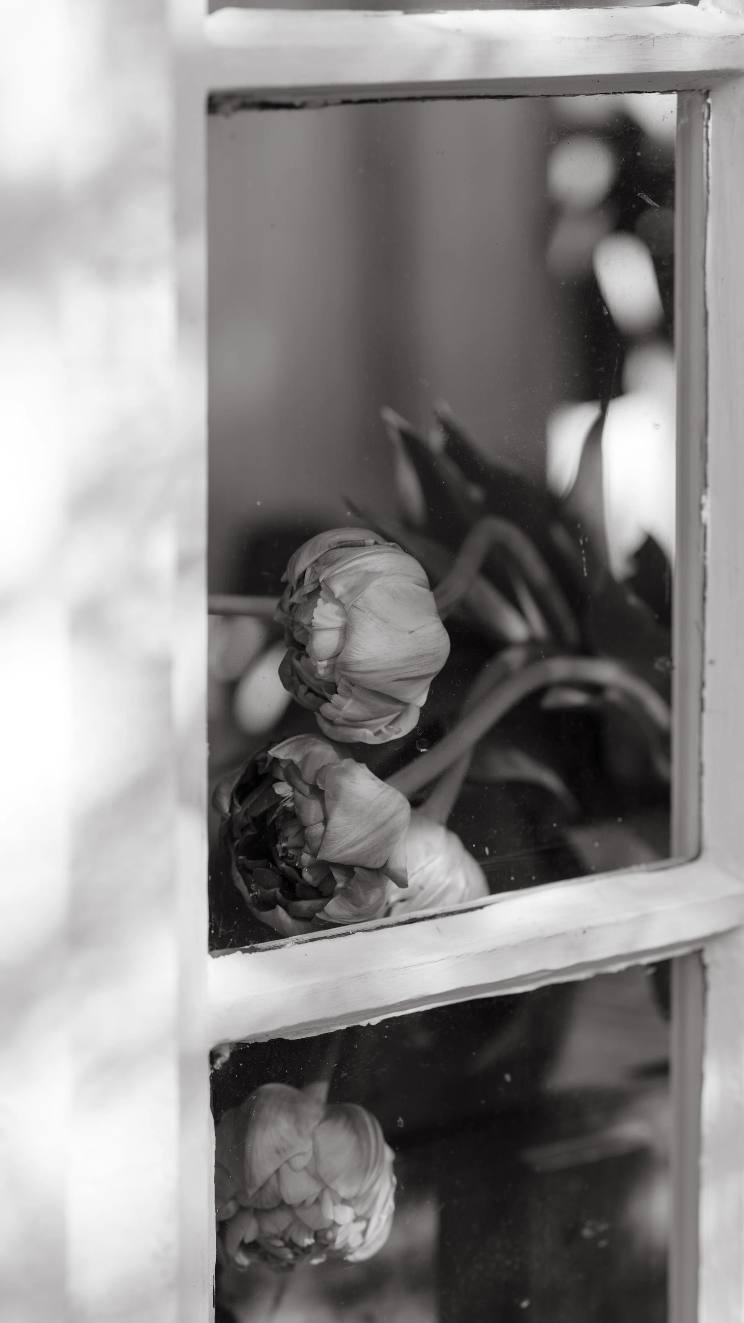 Still Life Studio - Photography & Super 8 Wedding Seattle-Tacoma