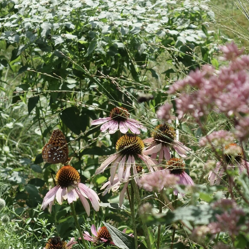 Wildflower Garden, CT — Rebecca McMackin