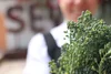 100% Plant - based, all organic Cafe | SEVA Table — SEVA EXPERIENCE