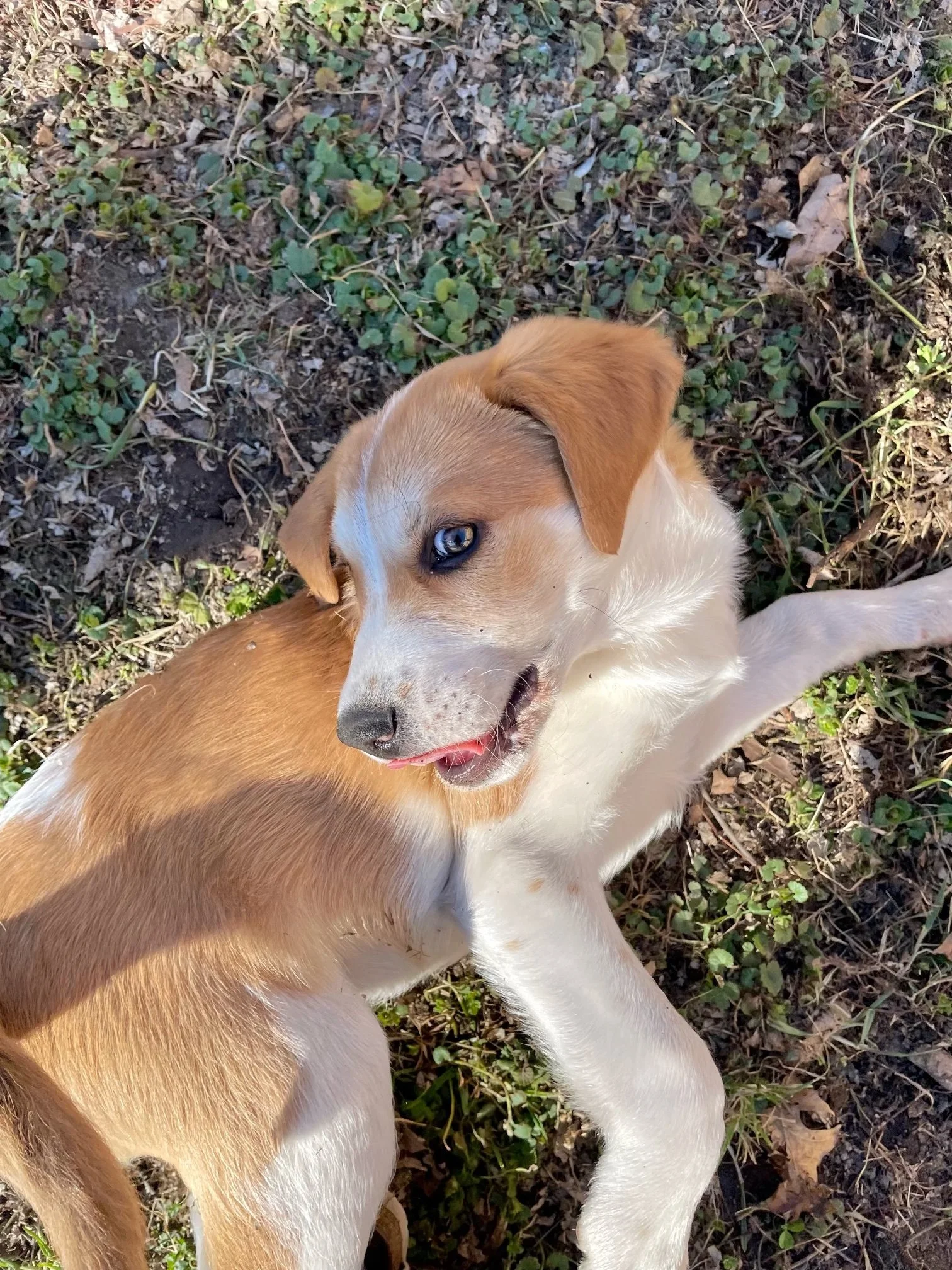 Beagles and Bentleys