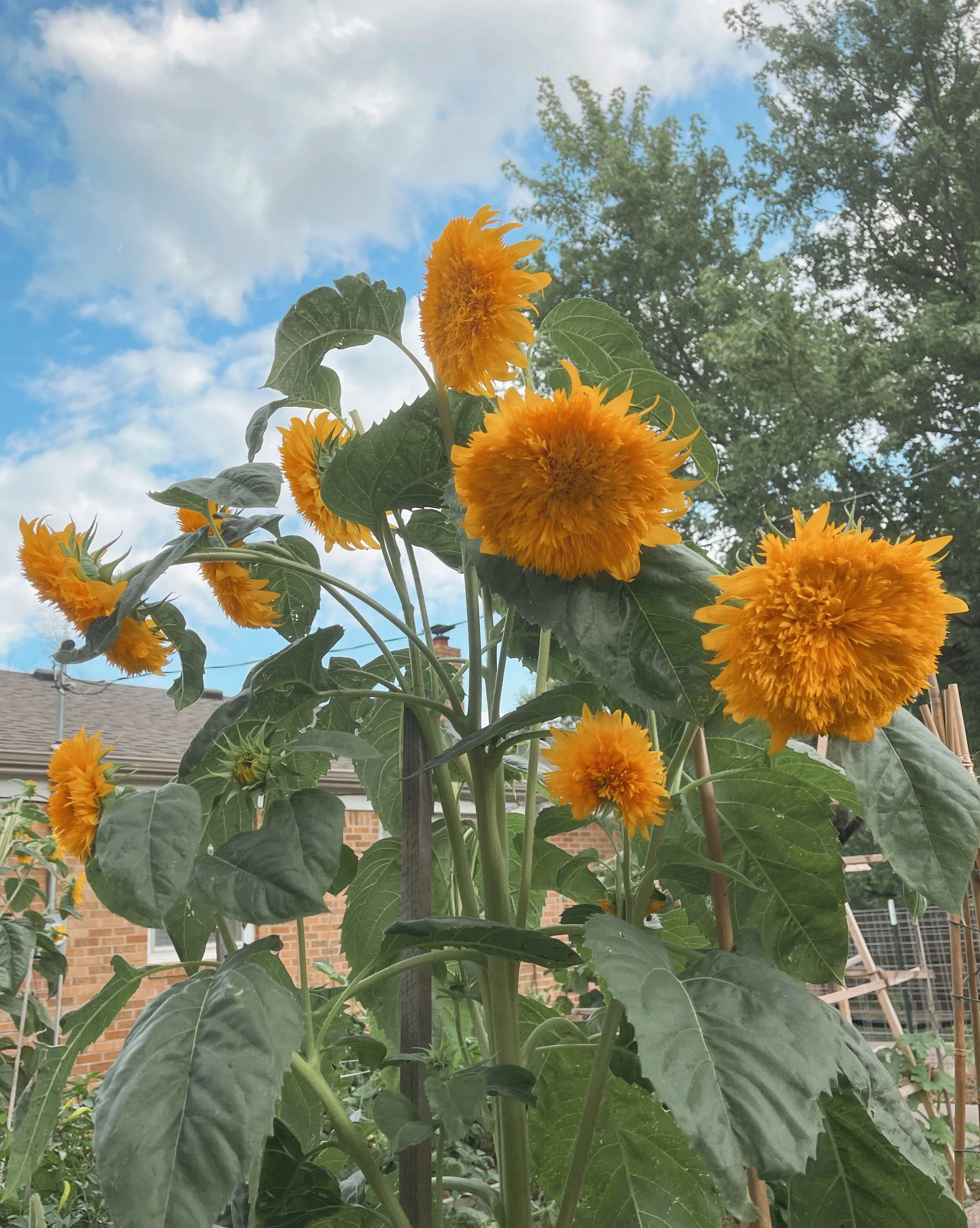 Blog 3 — Bre Ellis