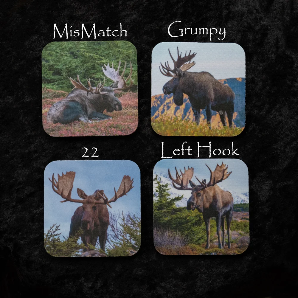 Moosin' With Team MooseMan (Book) — Mooseman Nature Photos