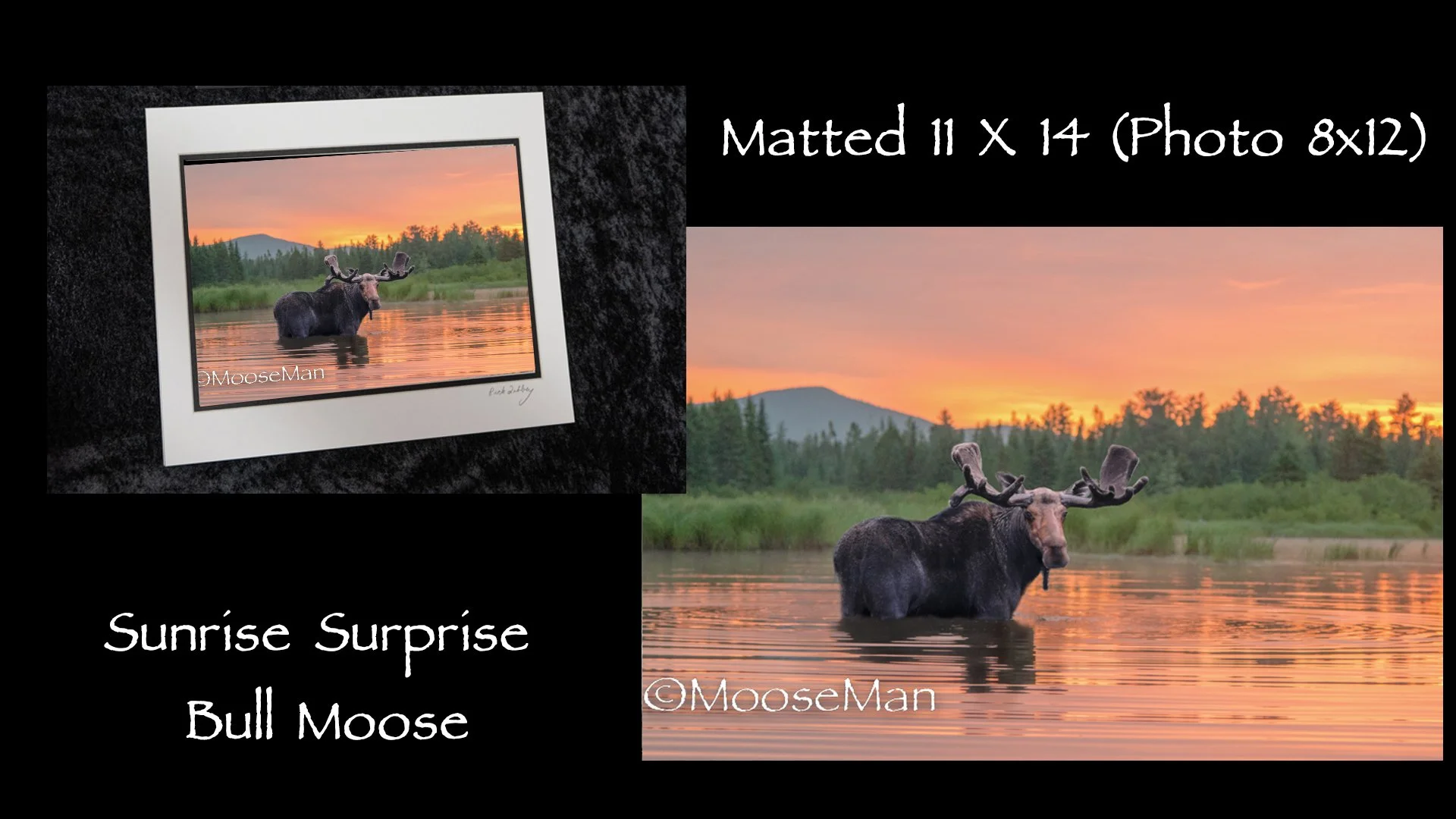 Store 2 — Mooseman Nature Photos