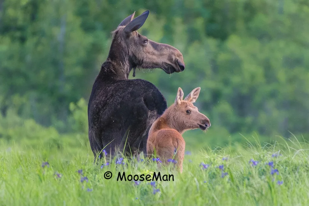 Cow And Calf Moose