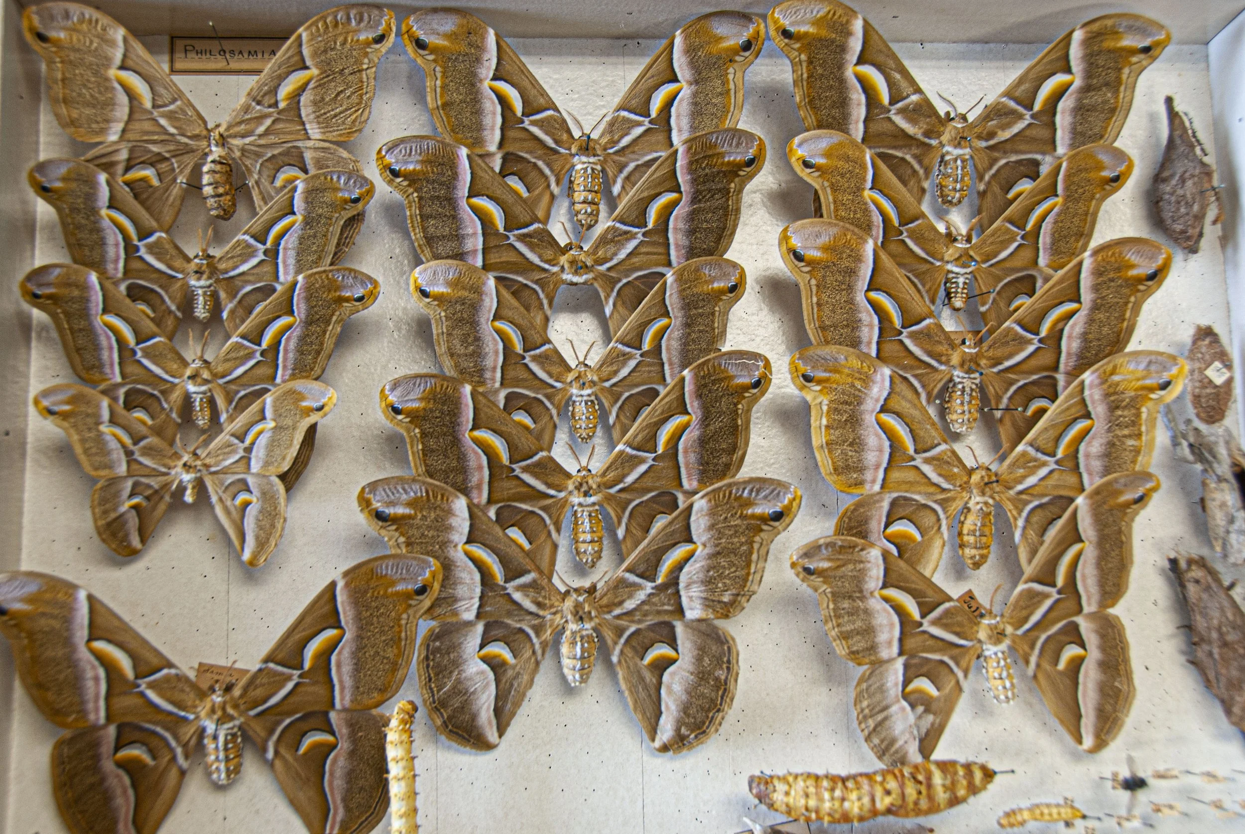 History of a giant silk moth in the city — Kenneth D. Frank