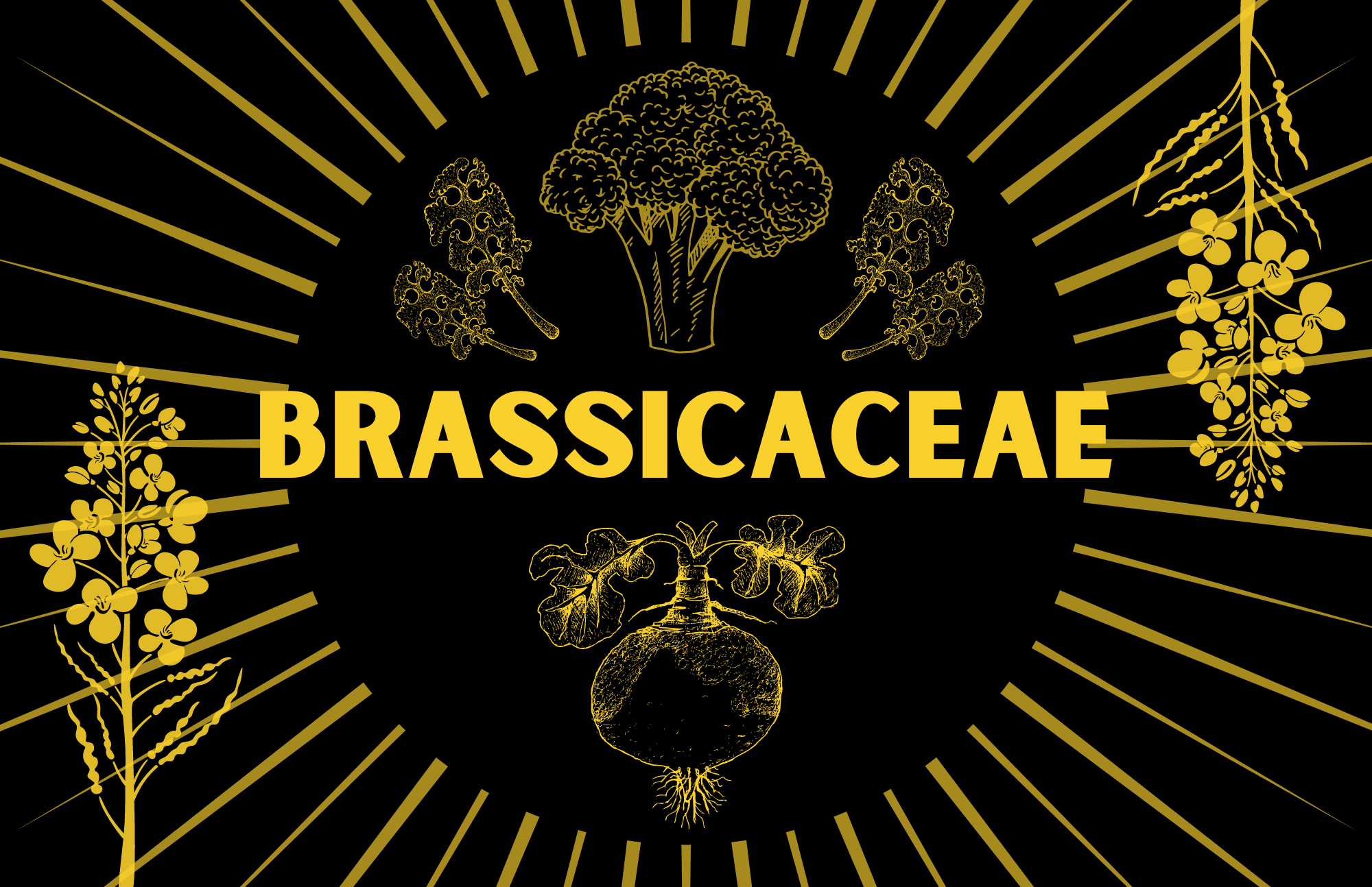 Brassicaceae — The Vegucation Station