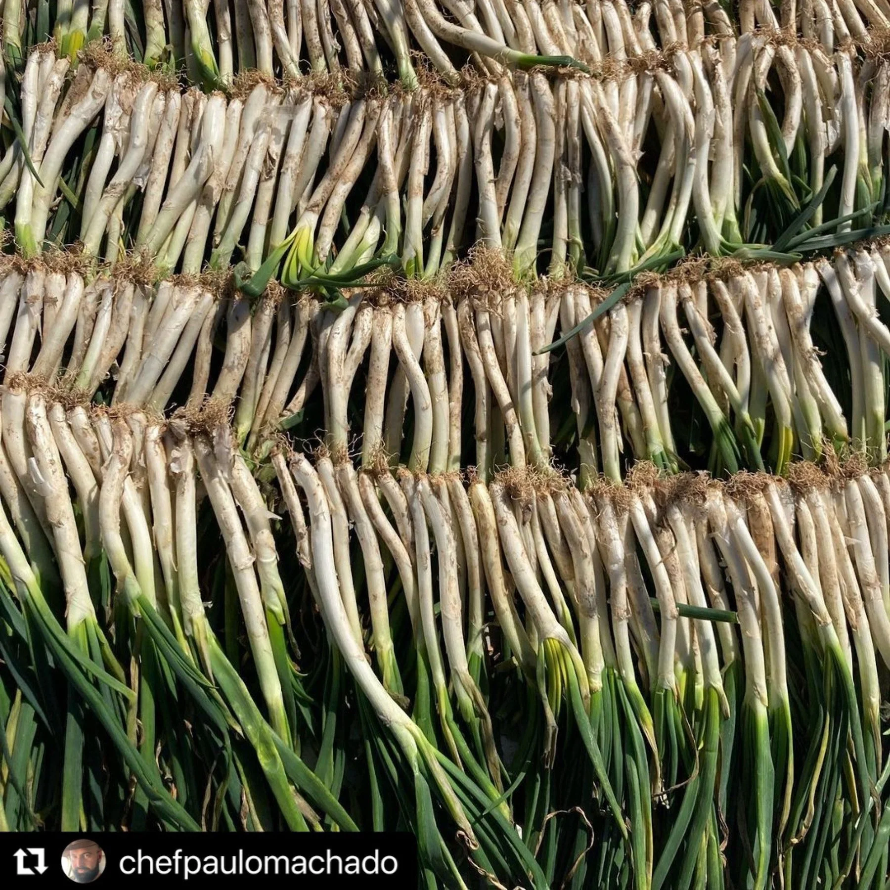 Calçots — The Vegucation Station