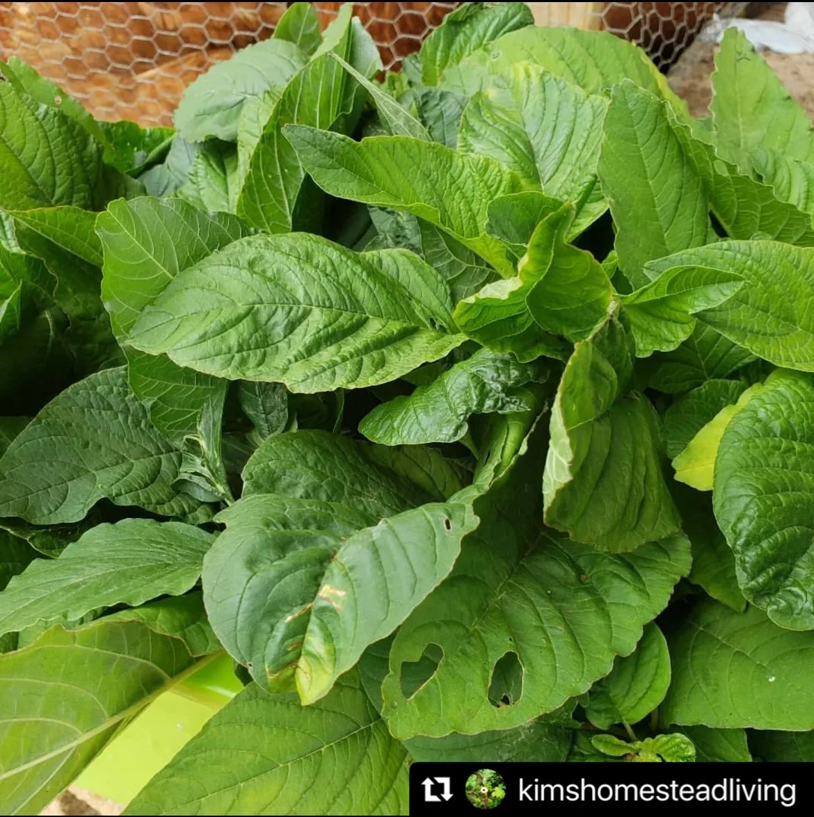 Callaloo (Amaranth) — The Vegucation Station