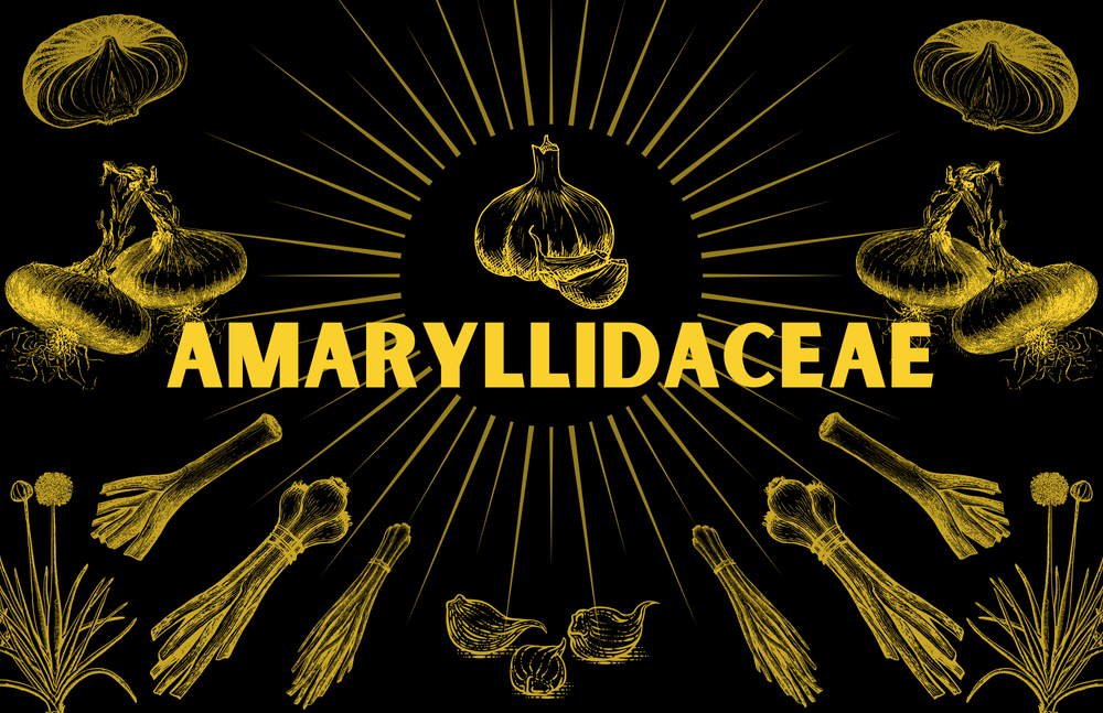 Amaryllidaceae — The Vegucation Station