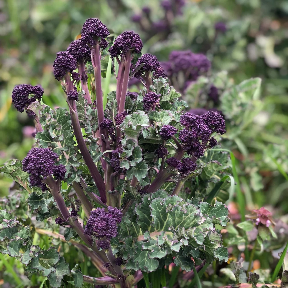 Brassicaceae — The Vegucation Station