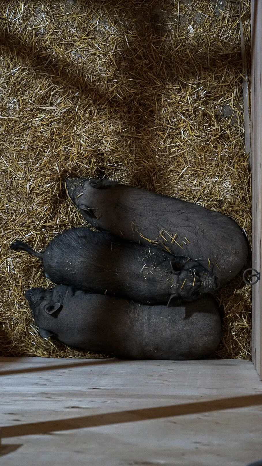 About Us — Second Chance Animal Sanctuary and Rescue