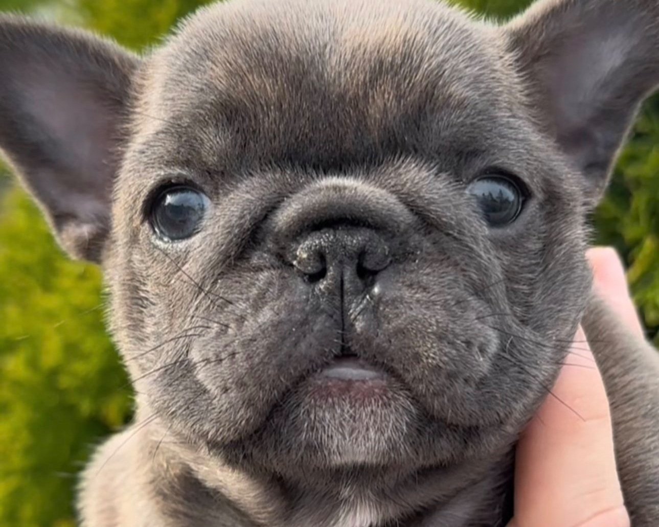 Bridgetown Frenchies