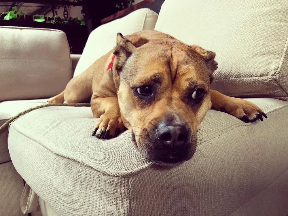 Gallery — The Angry Dog