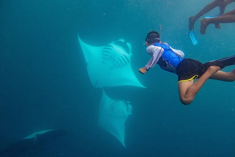 Manta Trust Education Portal