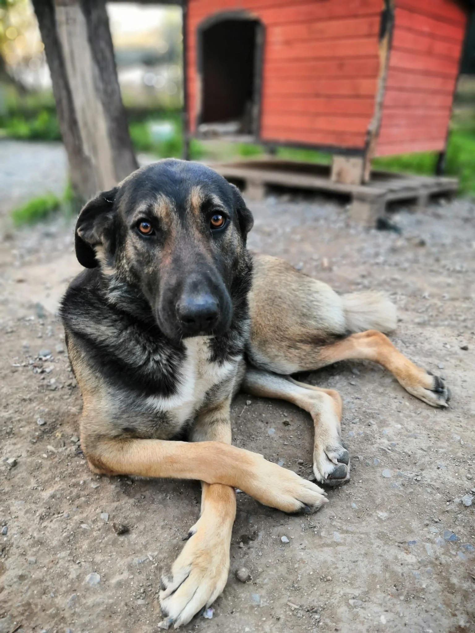 Afrika — Hopeland Dog Sanctuary