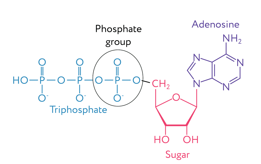 ATP Tests and adenosine triphosphate function | Peracide