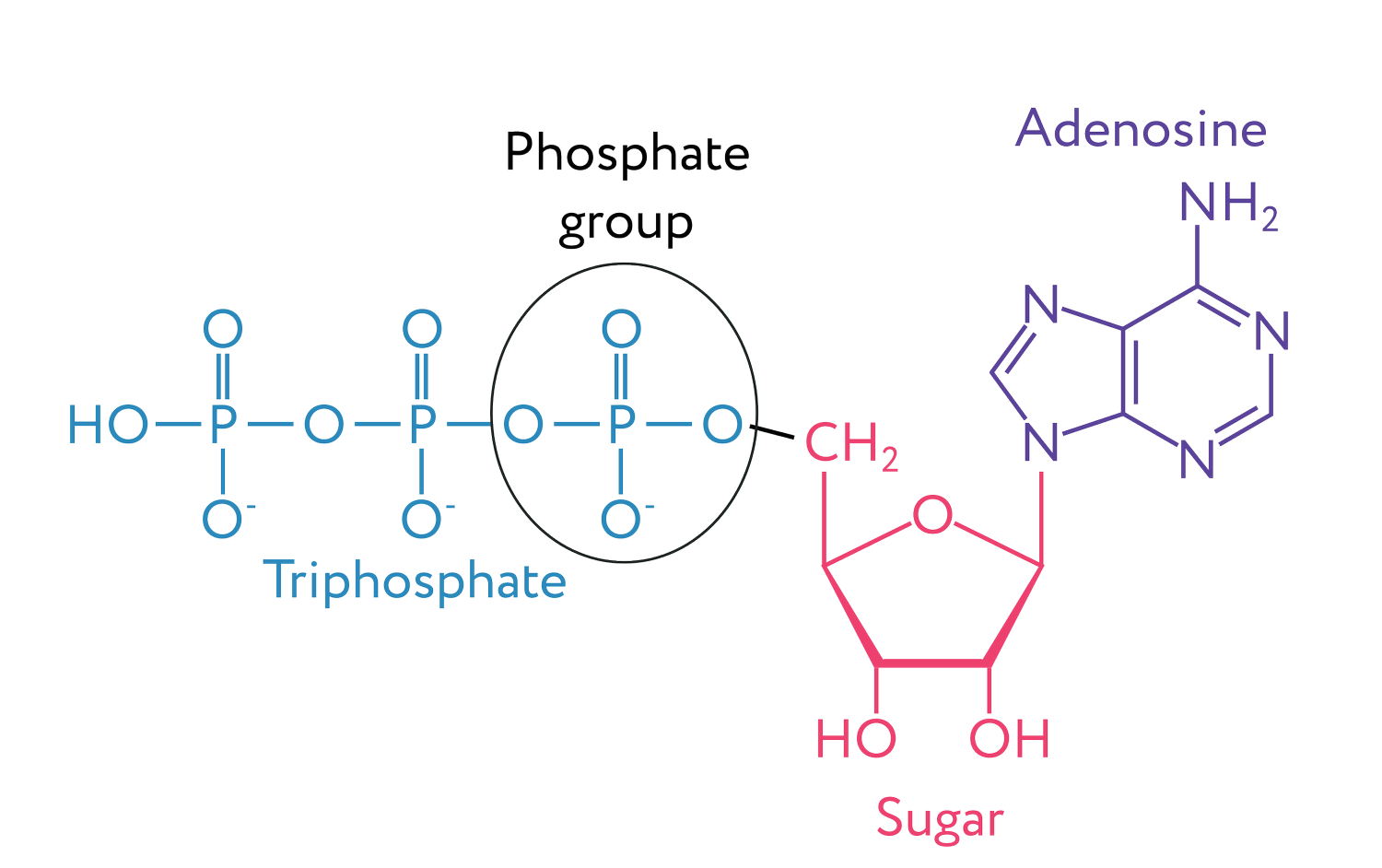 ATP Tests and adenosine triphosphate function | Peracide