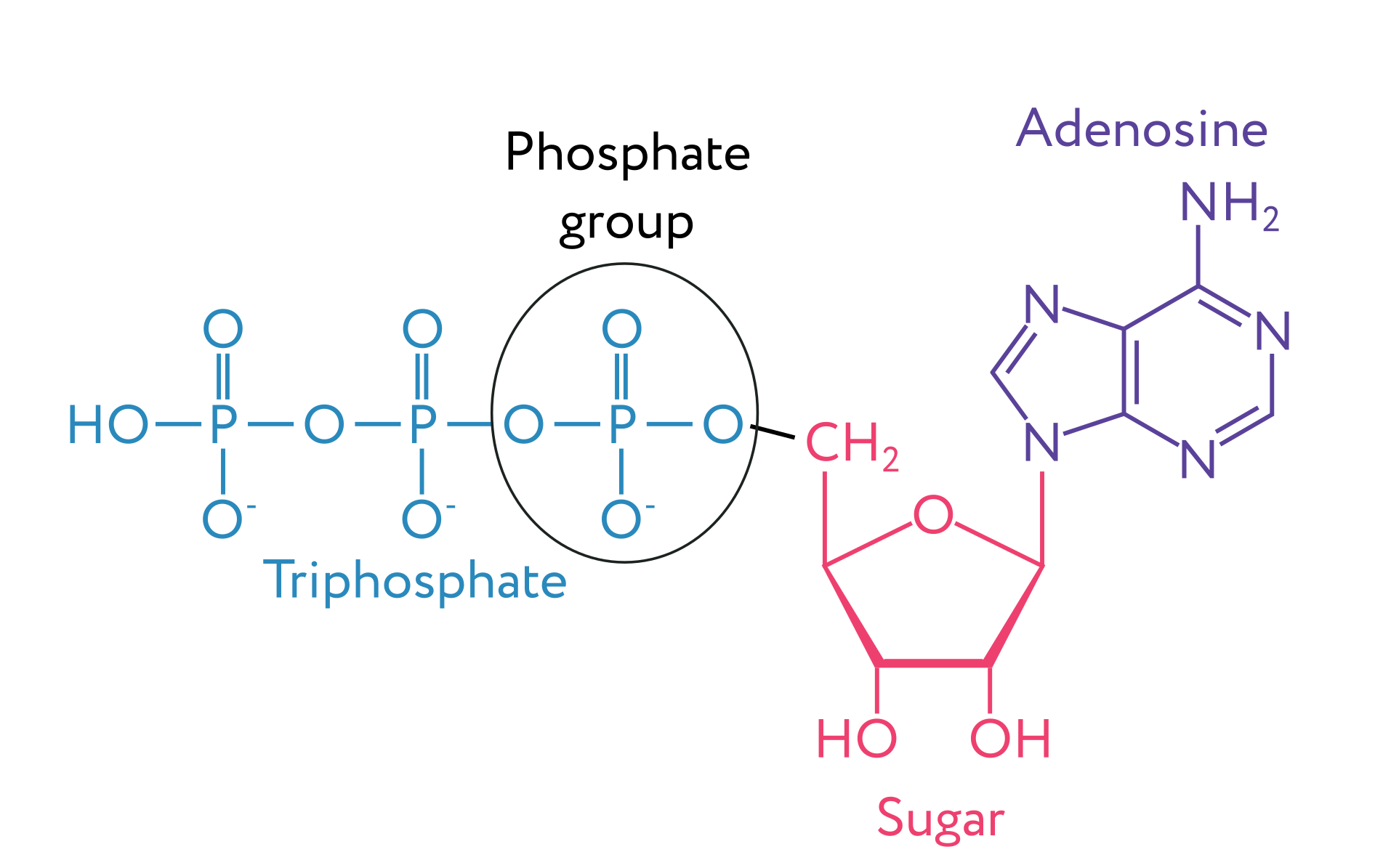 ATP Tests and adenosine triphosphate function | Peracide