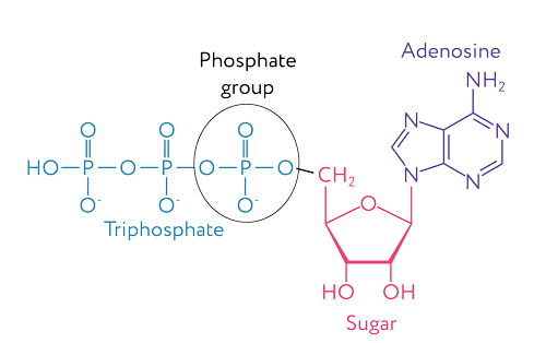 ATP Tests and adenosine triphosphate function | Peracide