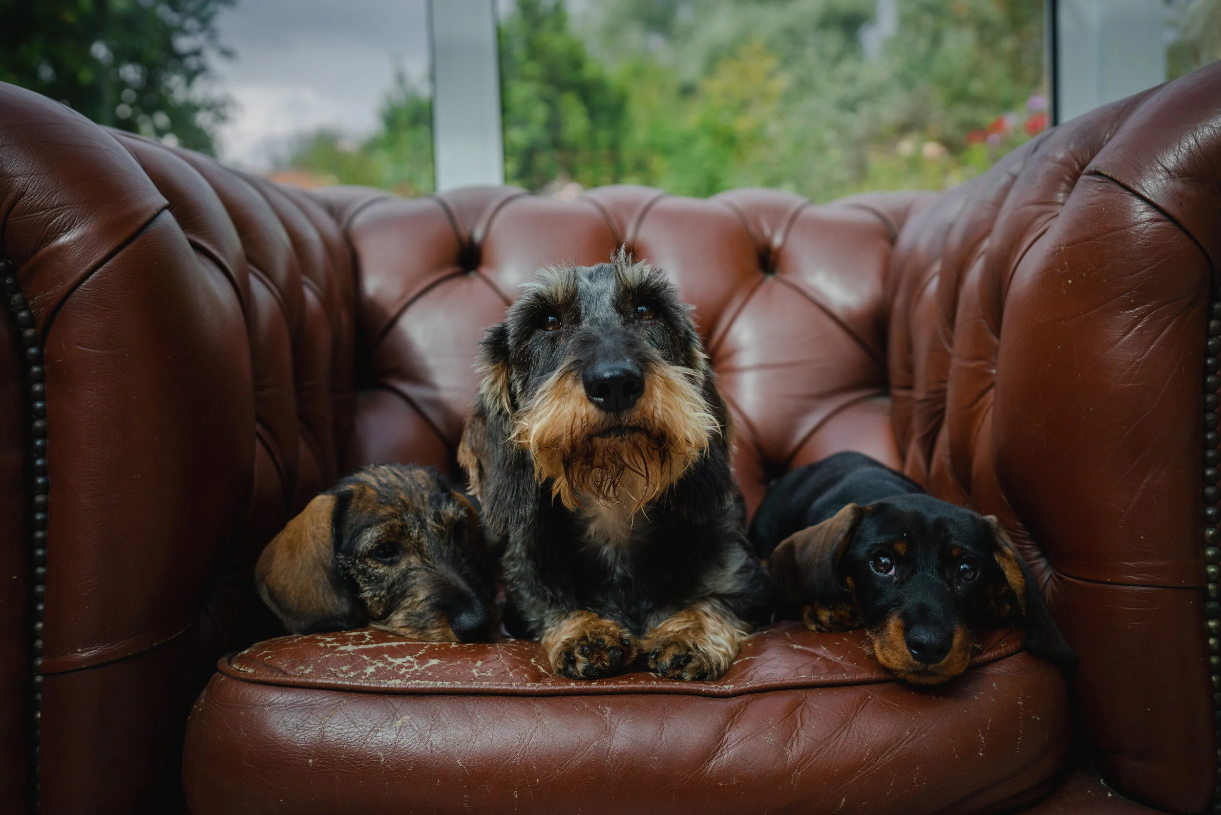 Dachshunds & Doodles