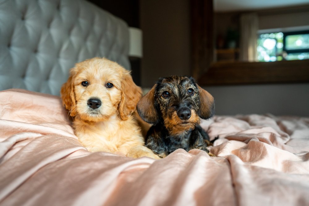 Dachshunds & Doodles