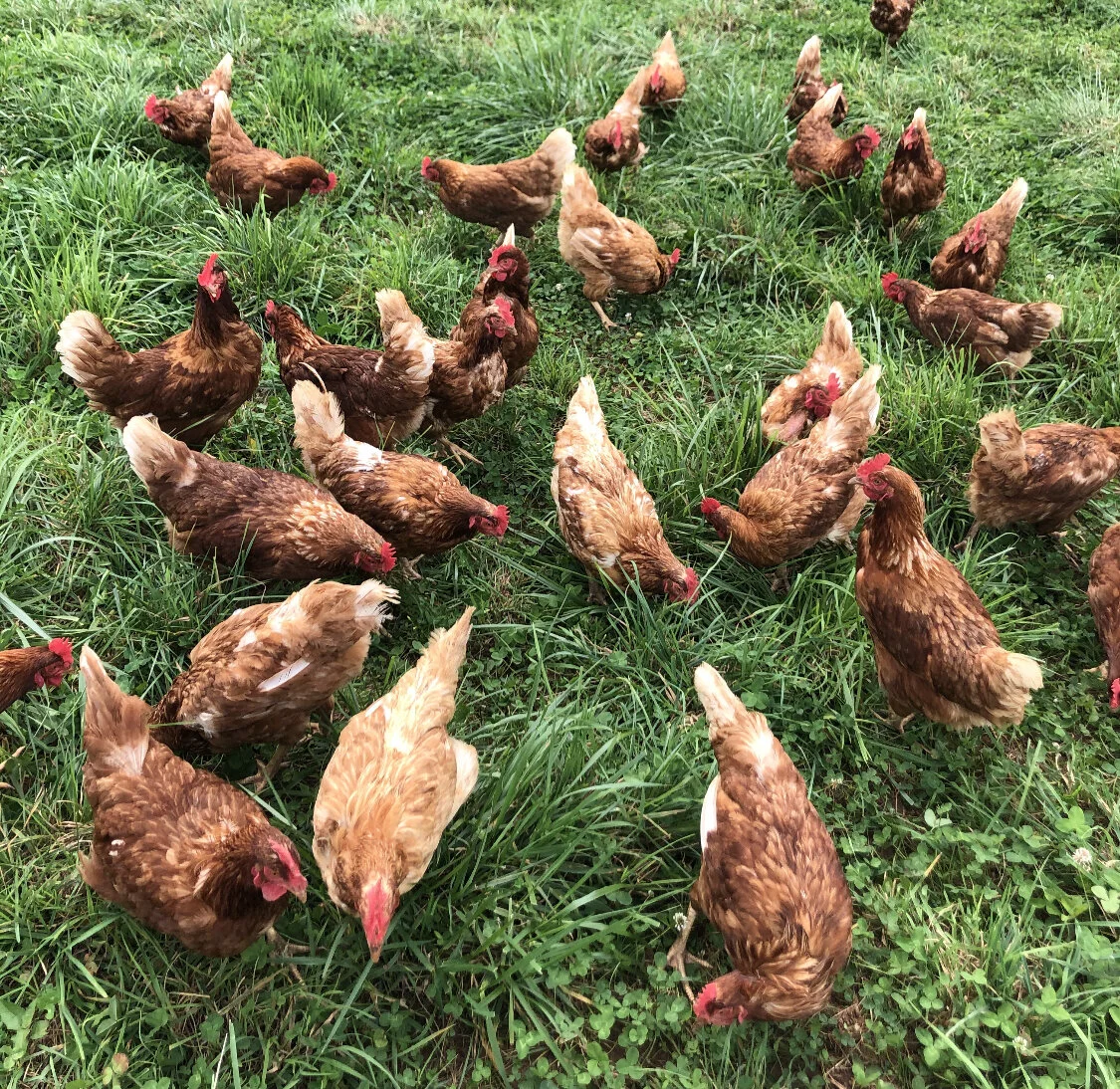Melvin's Farm to Fork Store