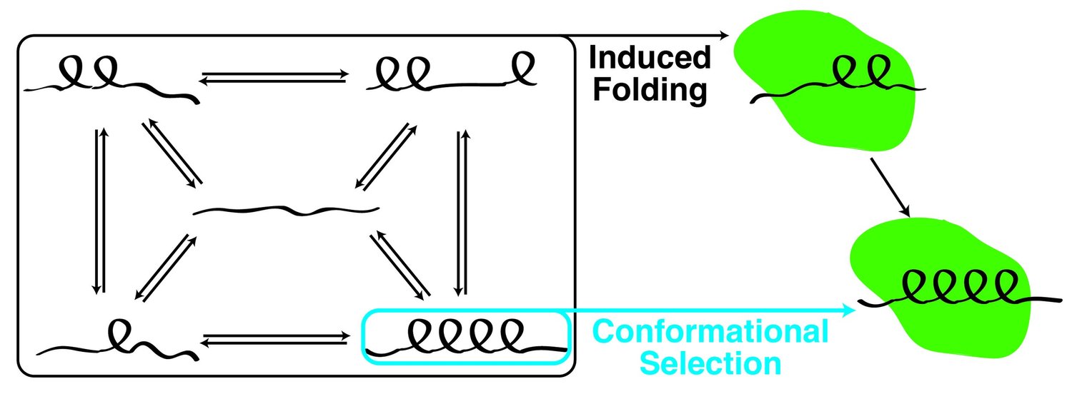 Publications — The Berlow Lab