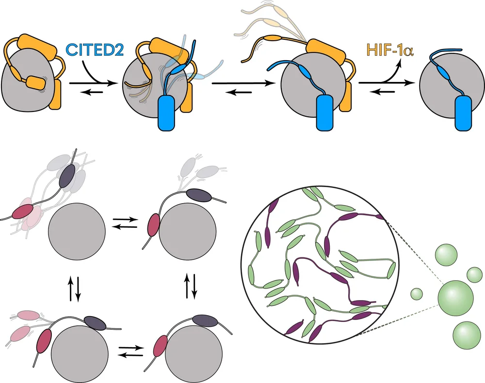 Publications — The Berlow Lab