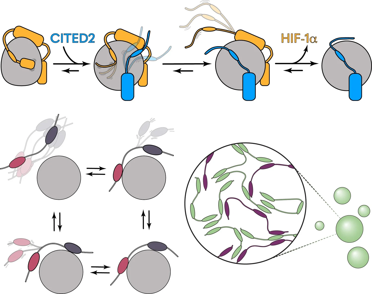 Publications — The Berlow Lab