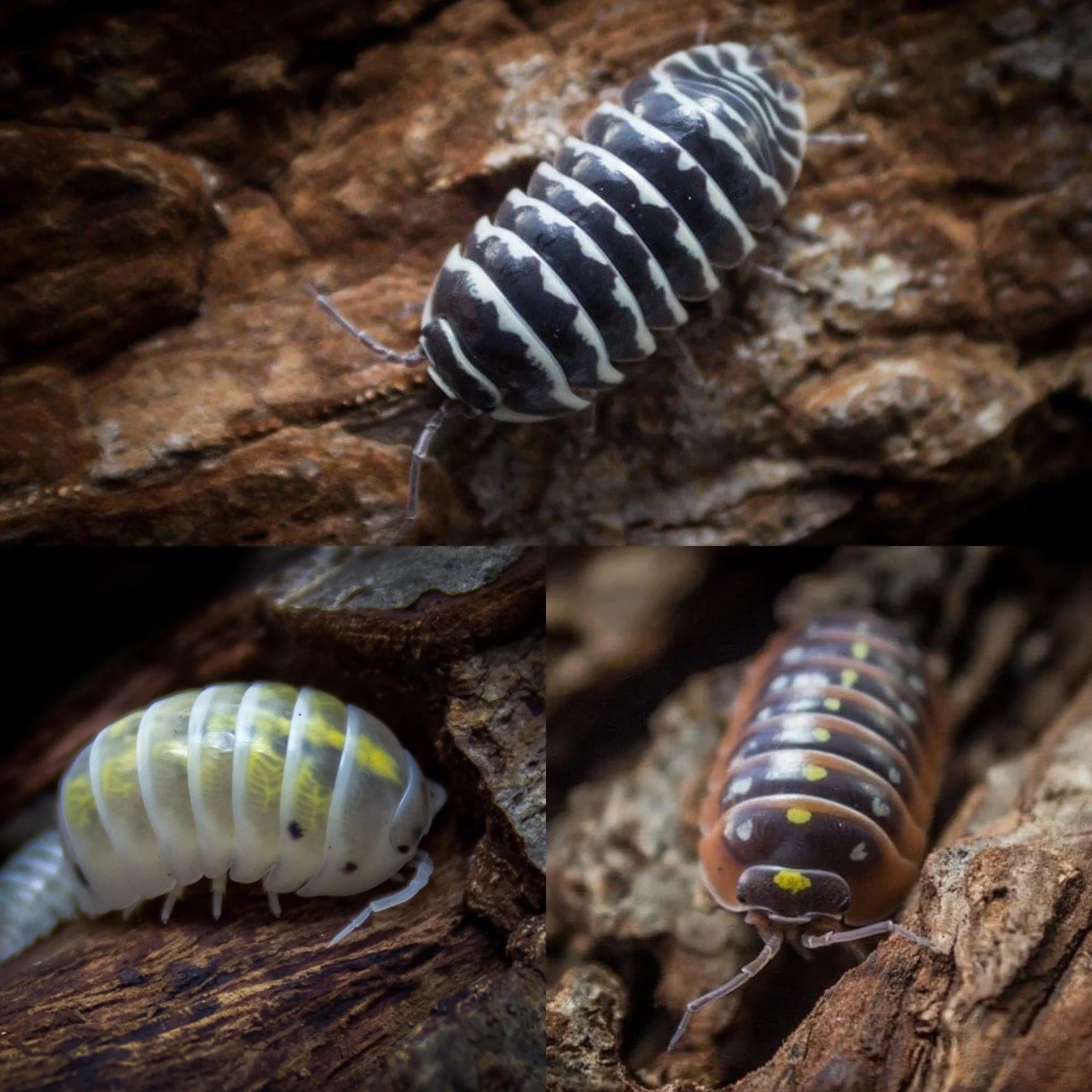 Shop — Paul's Pills