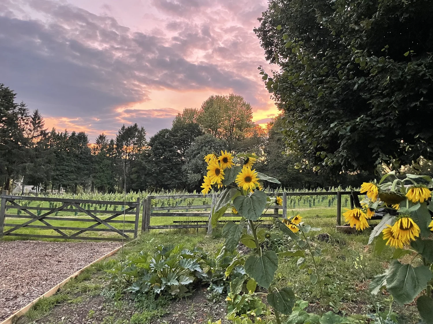 Fossebridge Vineyard - A Cotswolds Winery: In the heart of the Cotswolds