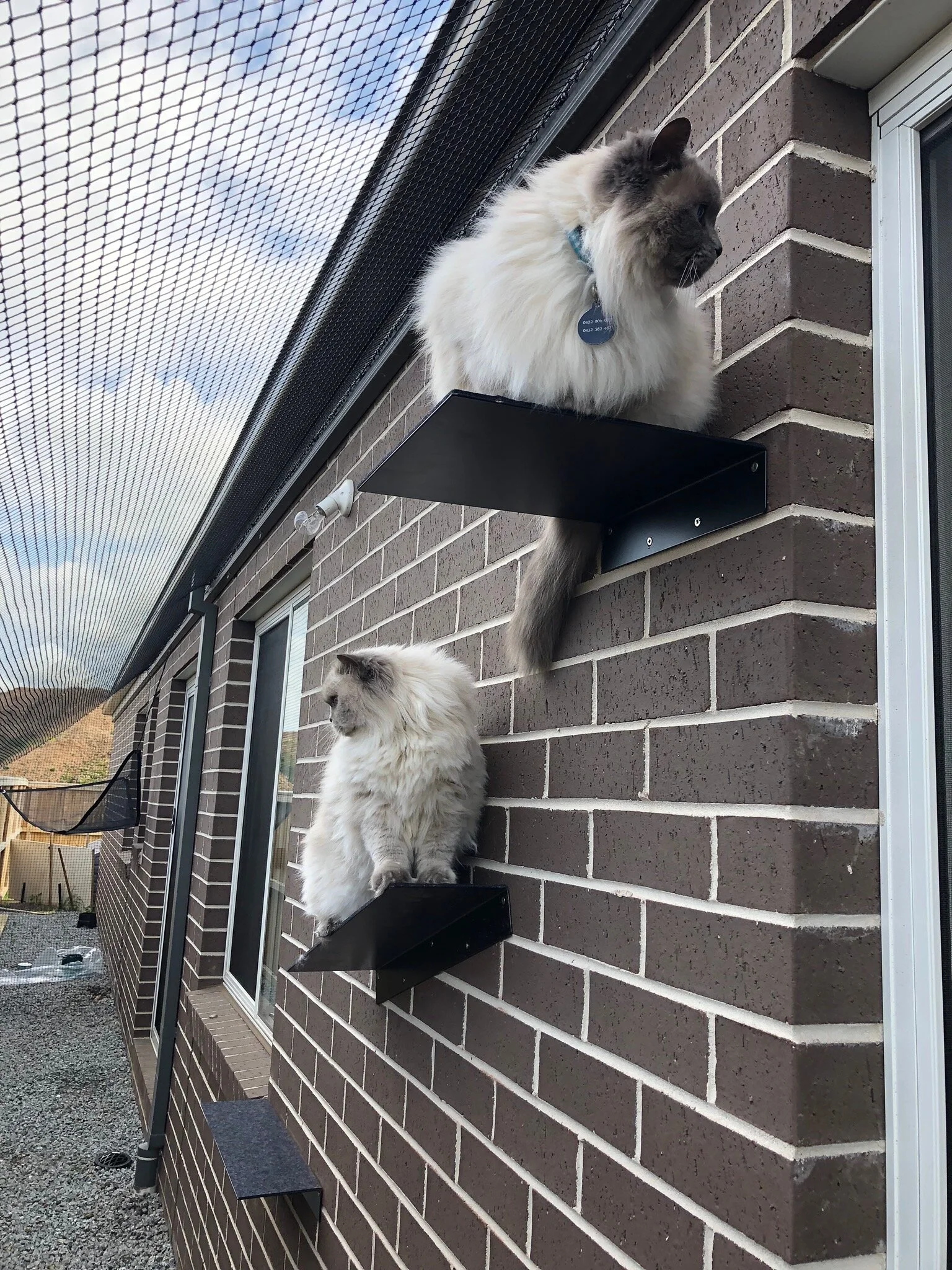 Cat Enclosures — Pet Nets WA