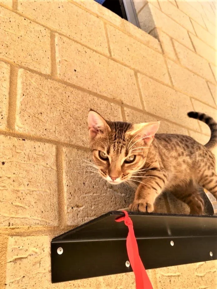 Cat Enclosures — Pet Nets WA