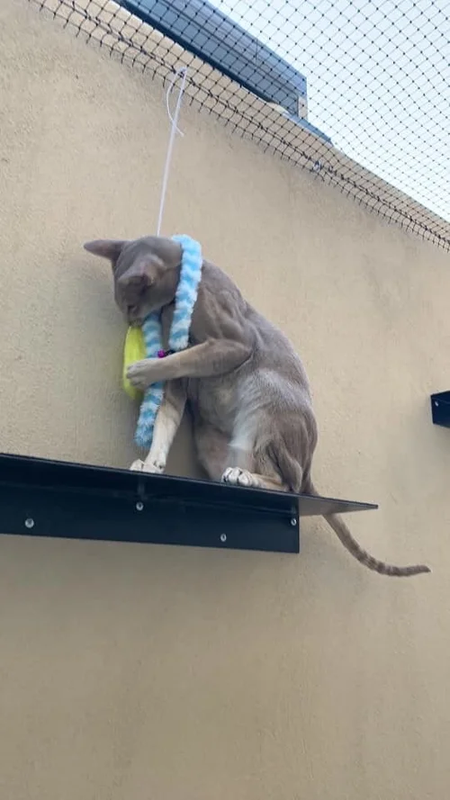 Pet Nets WA Cat Enclosures